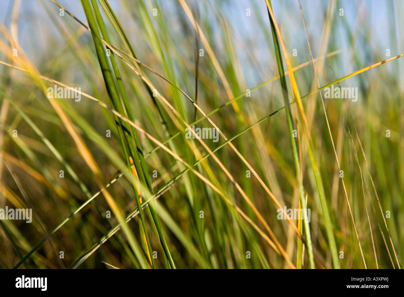 Dying reeds hi-res stock photography and images - Alamy
