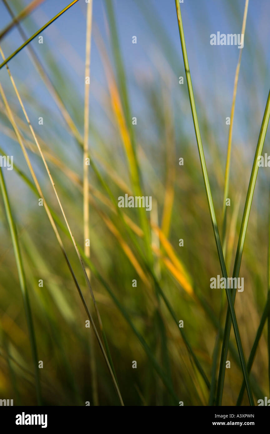 Long reeds grass growing hi-res stock photography and images - Alamy