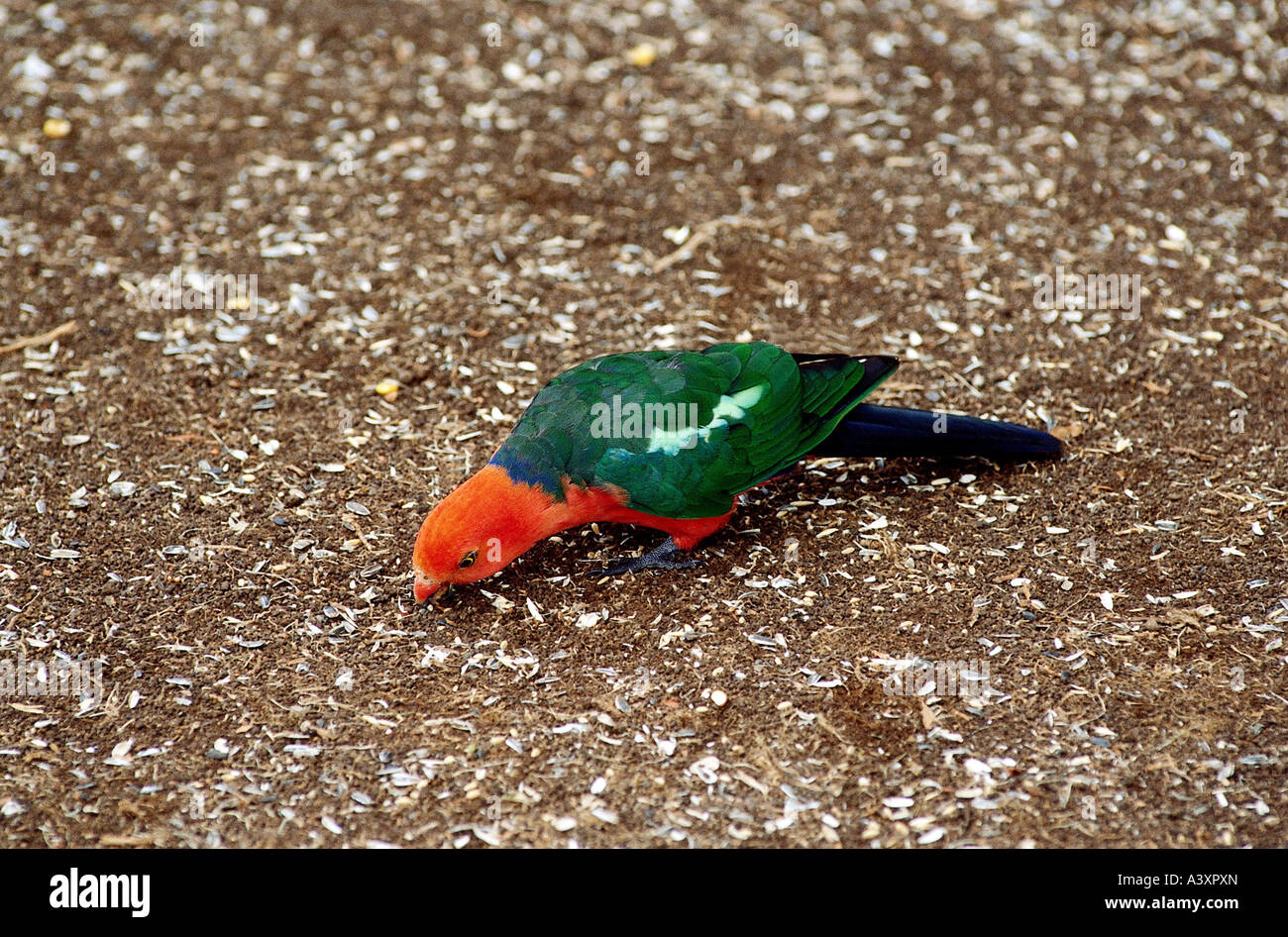 Male parrot picking grains hi-res stock photography and images - Alamy