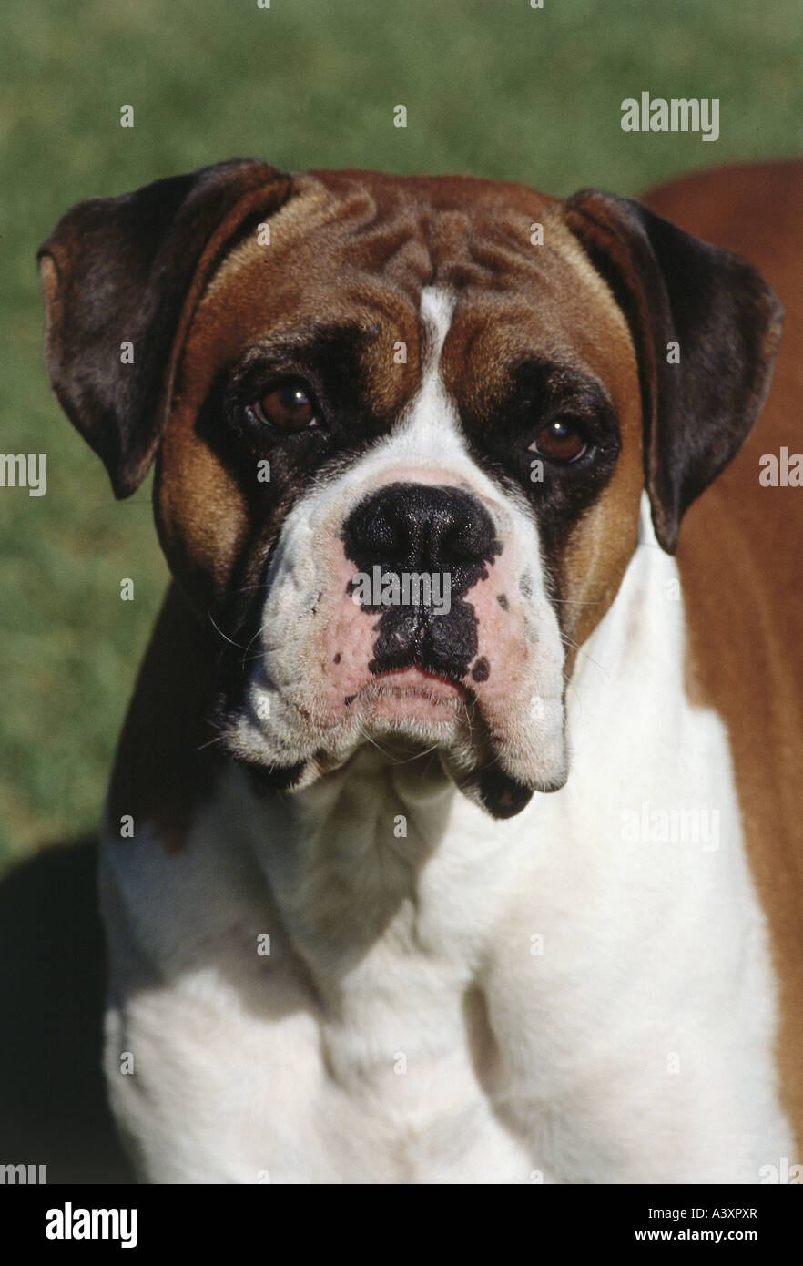 zoology / animals, mammal, dogs, German Boxer, detail, head of dog, dog ...