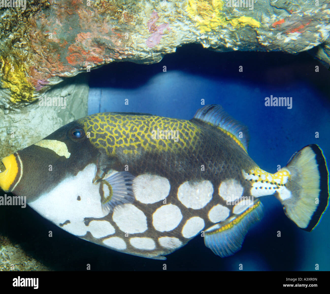 zoology / animals, fish, Clown Triggerfish, (Balistoides conspicillus ...