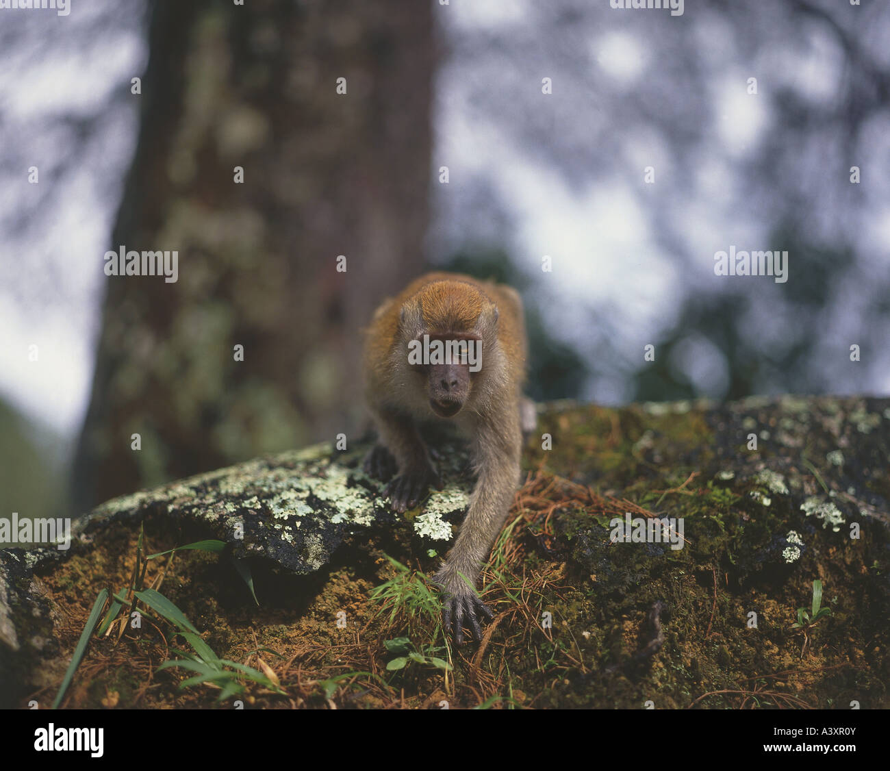 zoology /animals, mammal / mammalian, monkeys, Cynomolgus monkey ...