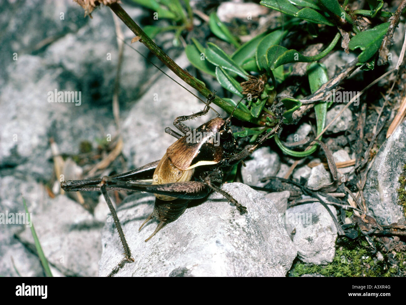 zoology / animals, insects, locusts, Pholidoptera aptera, on stone ...