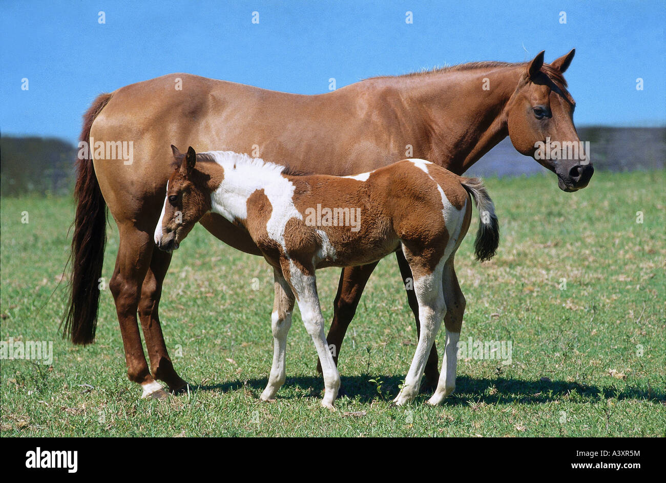 zoology / animals, mammal / mammalian, horses, (Equus), domestic horse ...