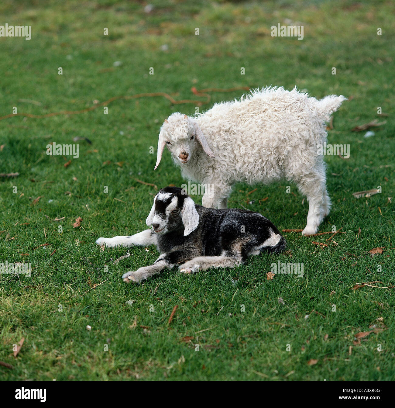 zoology / animals, mammal / mammalian, goats, Anglo Nubian Ibex, Angora ...