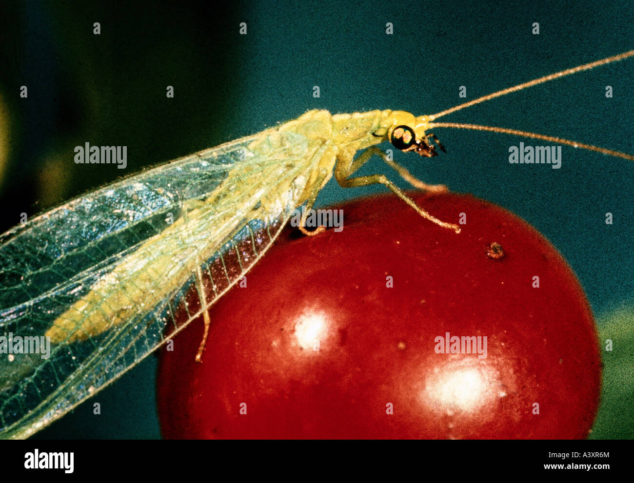 Common lacewings hi-res stock photography and images - Alamy