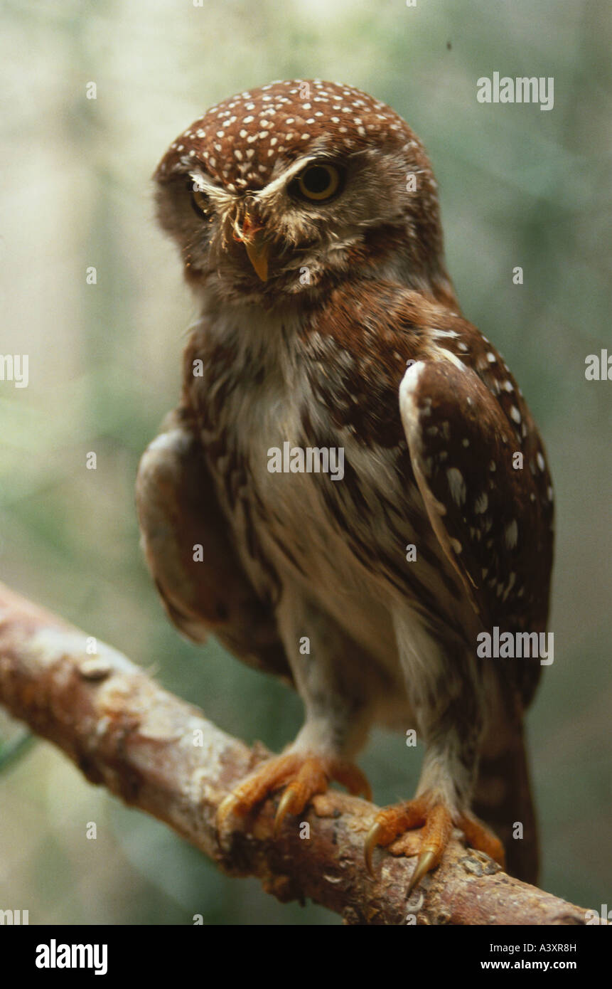 zoology / animals, avian / birds, Eurasian Pygmy-owl, (Glaucidium ...