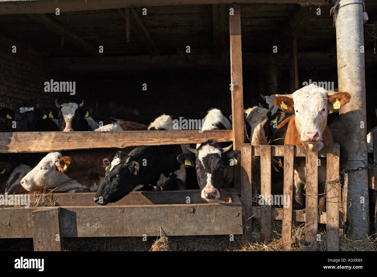 Cows feeding on the farm in Croatia Stock Photo - Alamy