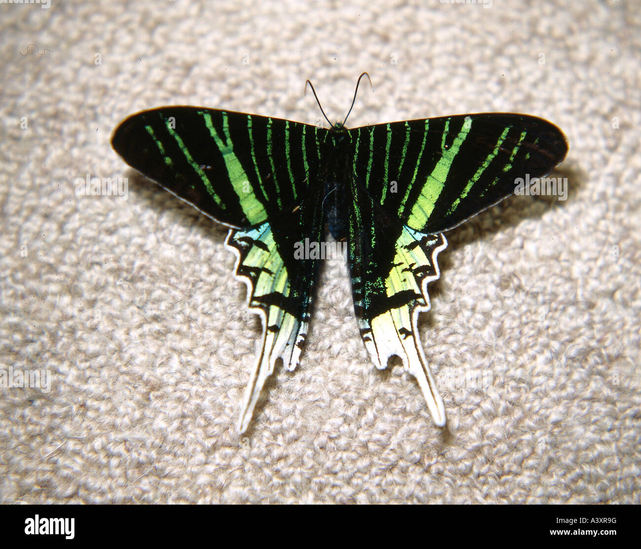 zoology / animals, insect, butterflies, Peacock Moth, (Urania leilus ...