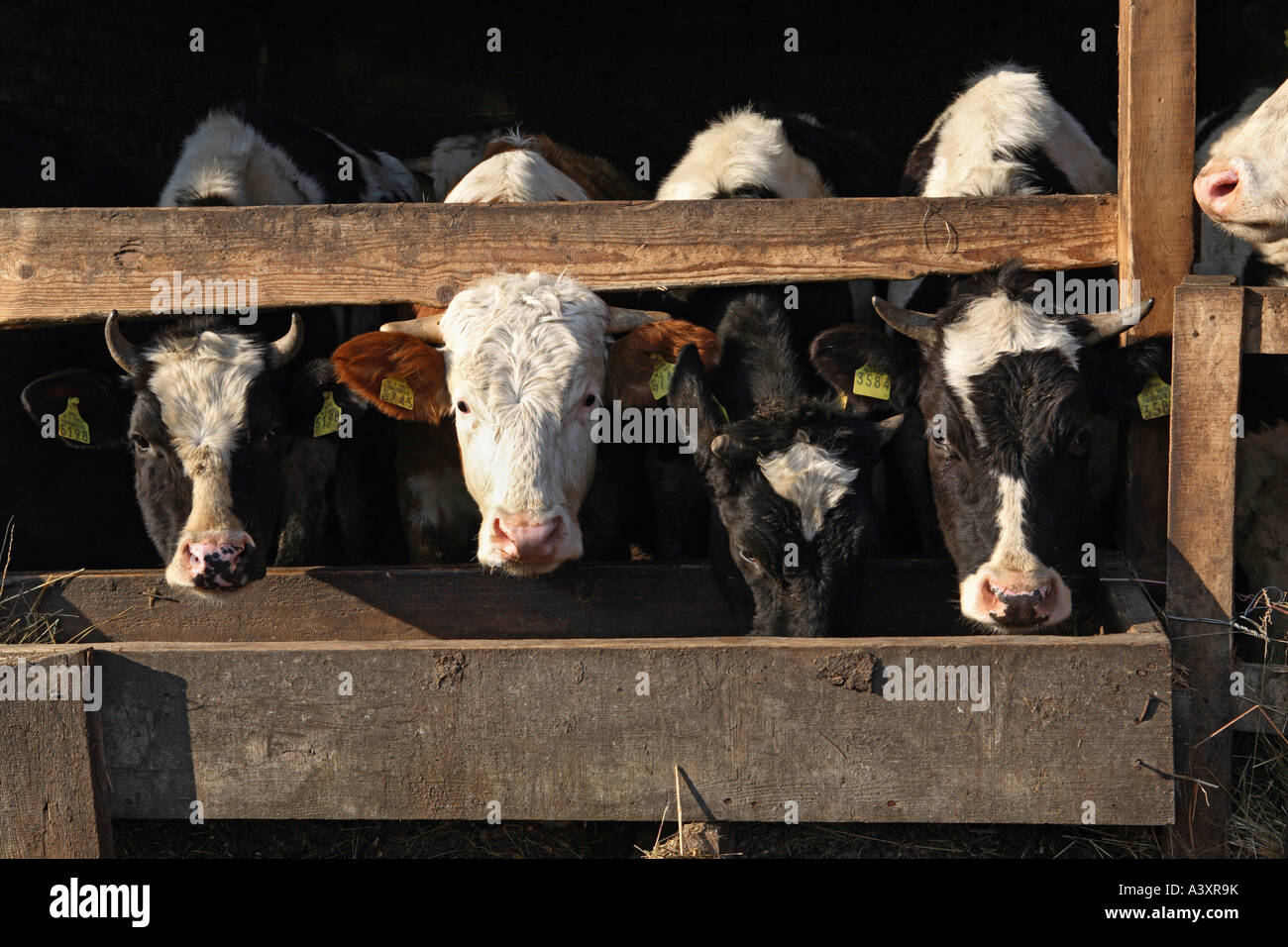 Cows eating on the farm in Croatia Stock Photo - Alamy
