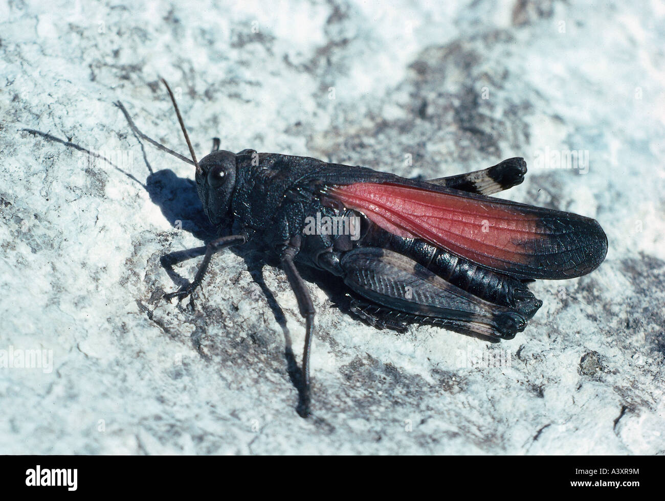 Stridulus hi-res stock photography and images - Alamy