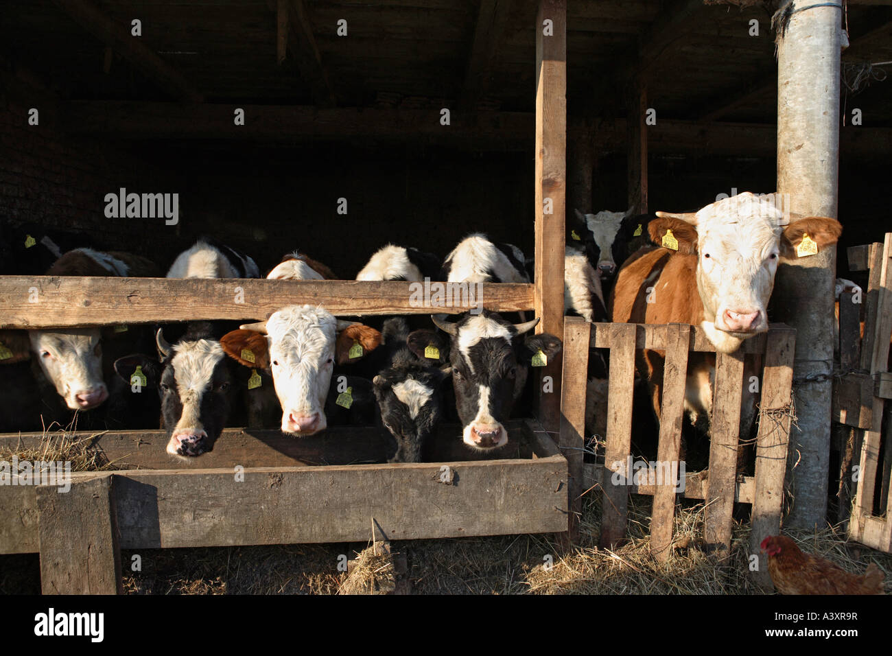 The cow's farm in Croatia Stock Photo - Alamy