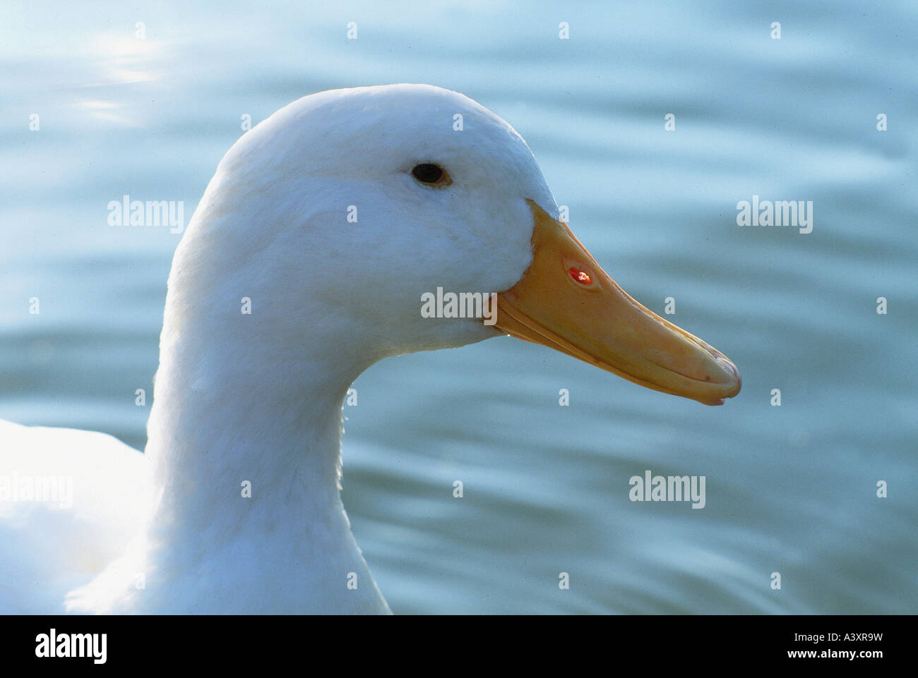 zoology / animals, avian / bird, Domesticated duck, detail: head ...