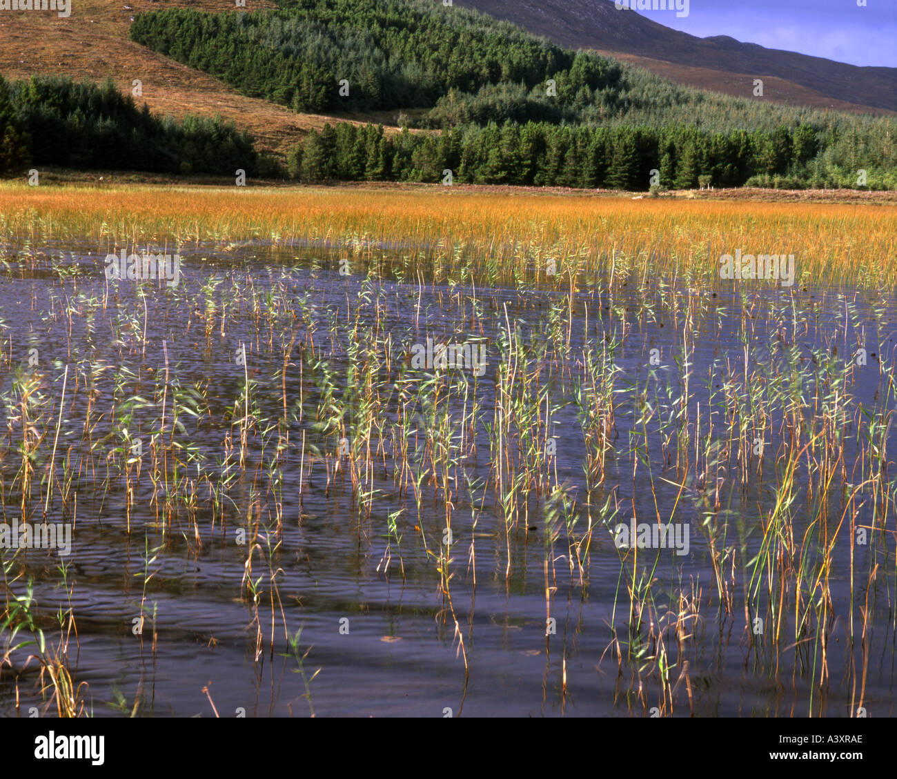 GOLDEN REEDS LOCH CILL CHRIOSD ISLE OF SKYE SCOTLAND Stock Photo - Alamy