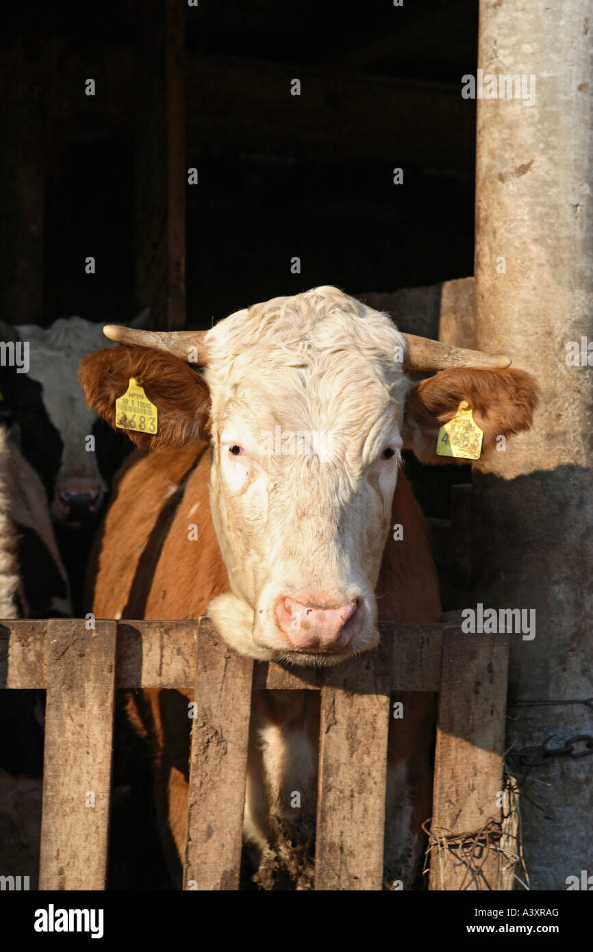 A cow on a farm in Croatia Stock Photo - Alamy