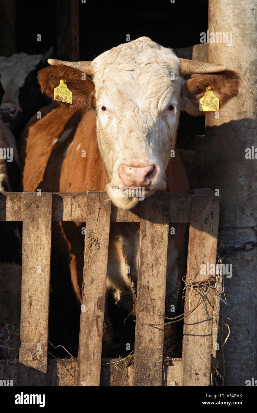 A cow on a farm in Croatia Stock Photo - Alamy