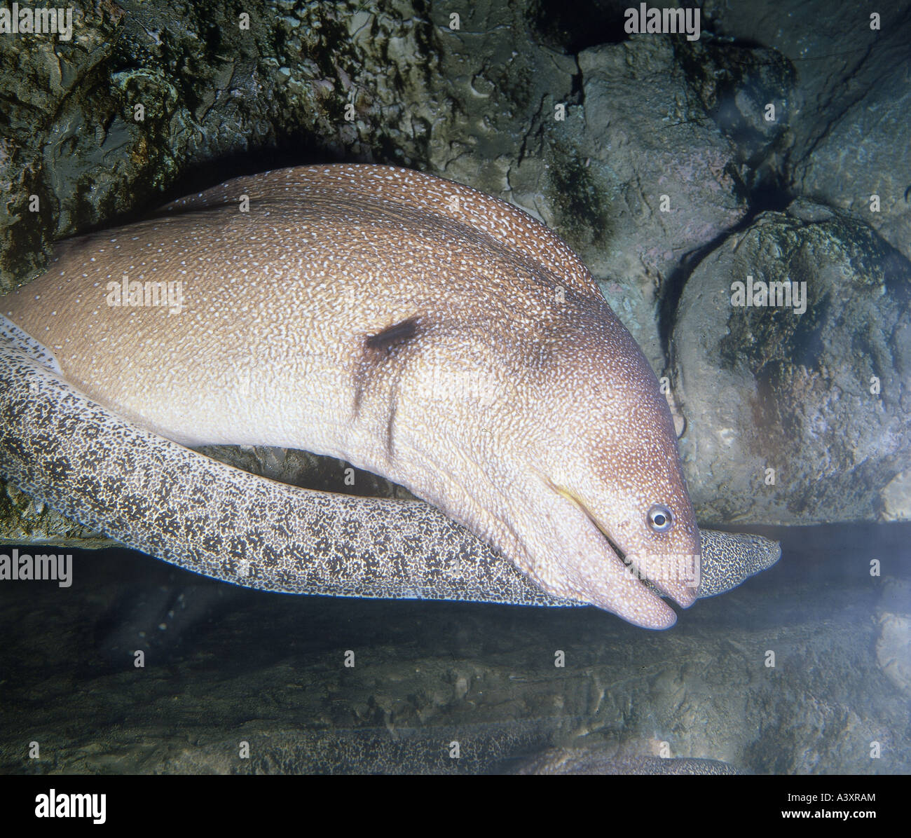 zoology / animals, fish, moray, Yellow Moray, (Gymnothorax prasinus ...