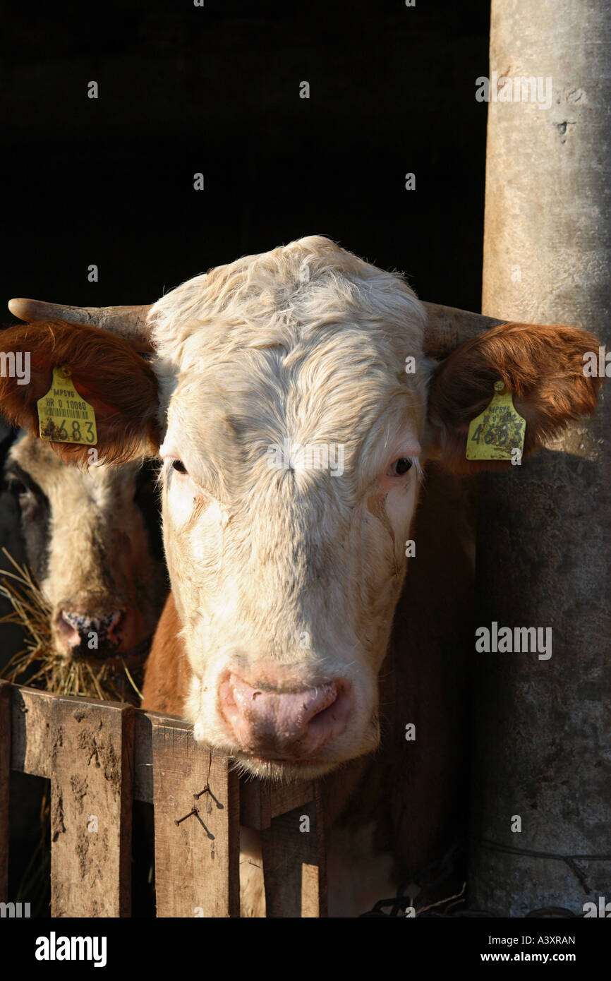 A cow on a Croatian farm Stock Photo - Alamy