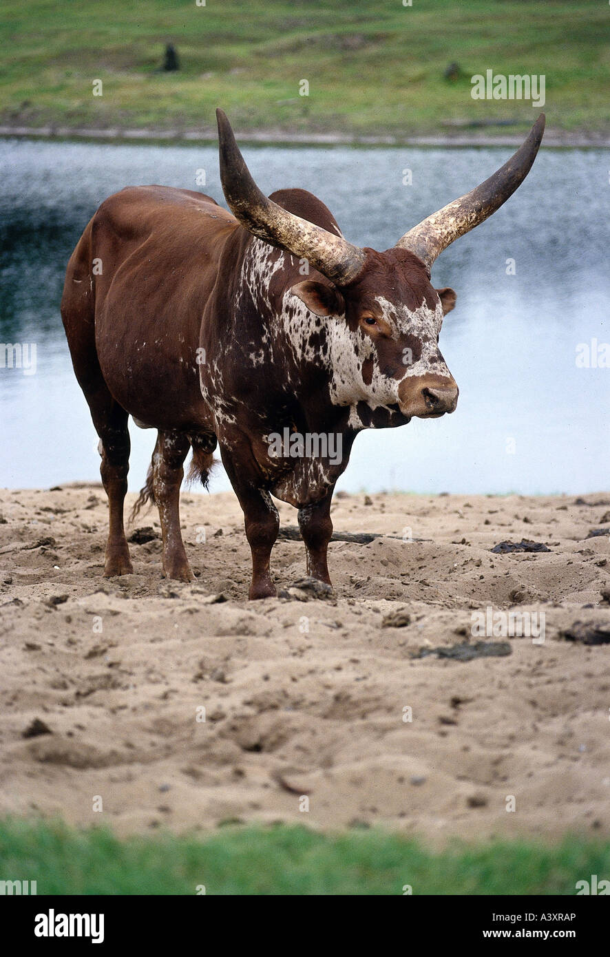 zoology / animals, mammal / mammalian, cattle, (Bos), domestic cattle ...