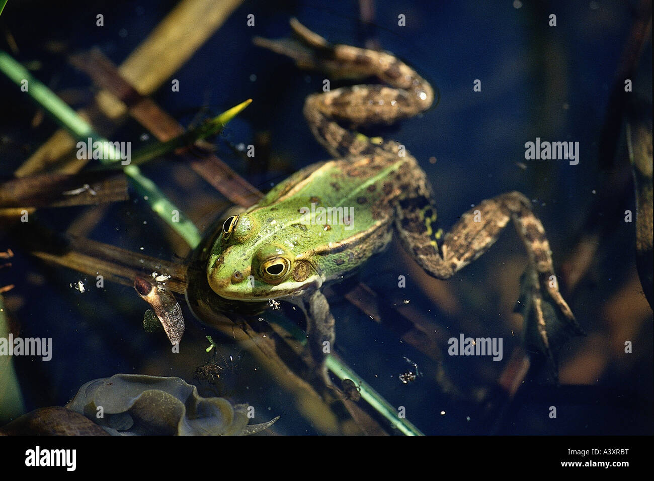Frogs In Your Swimming Pool at Glady Fortenberry blog
