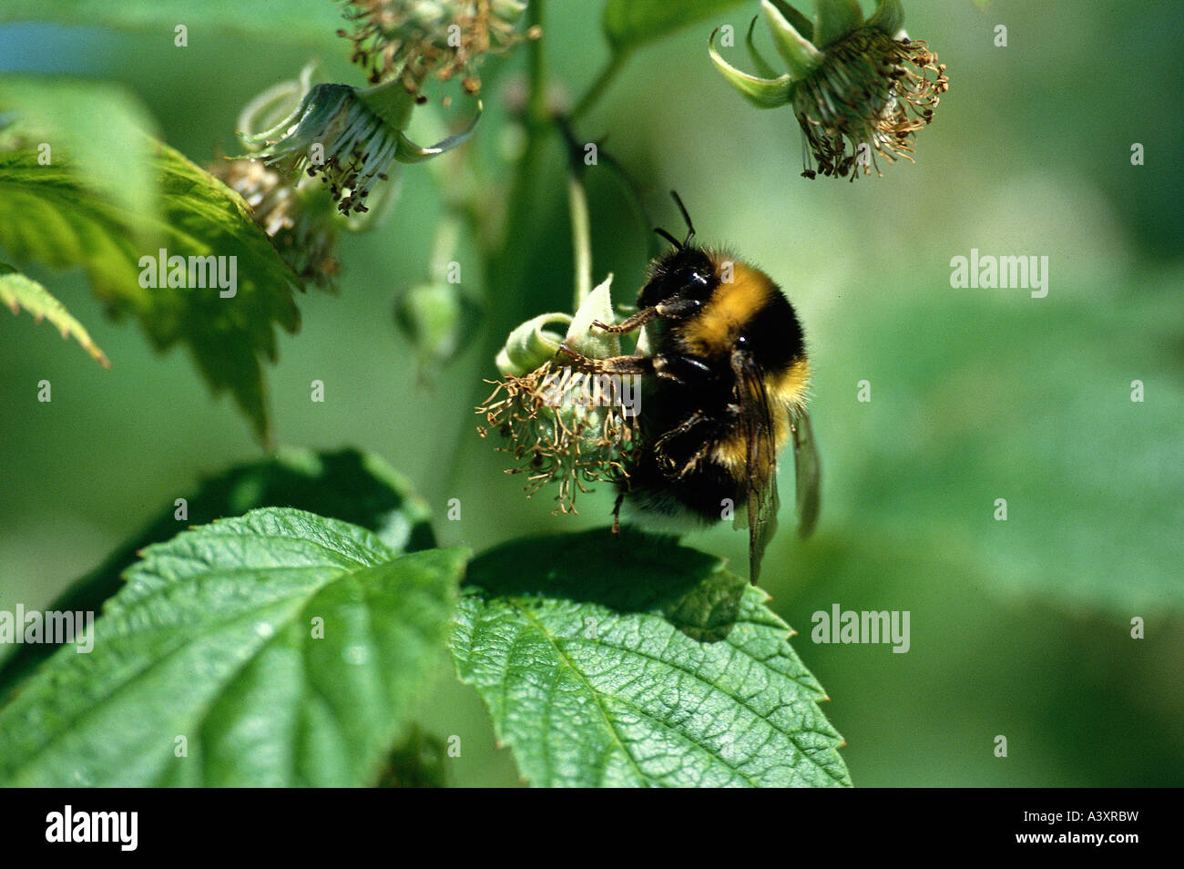 zoology / animals, insects, Bumblebees, Buff-tailed bumblebee, (Bombus ...