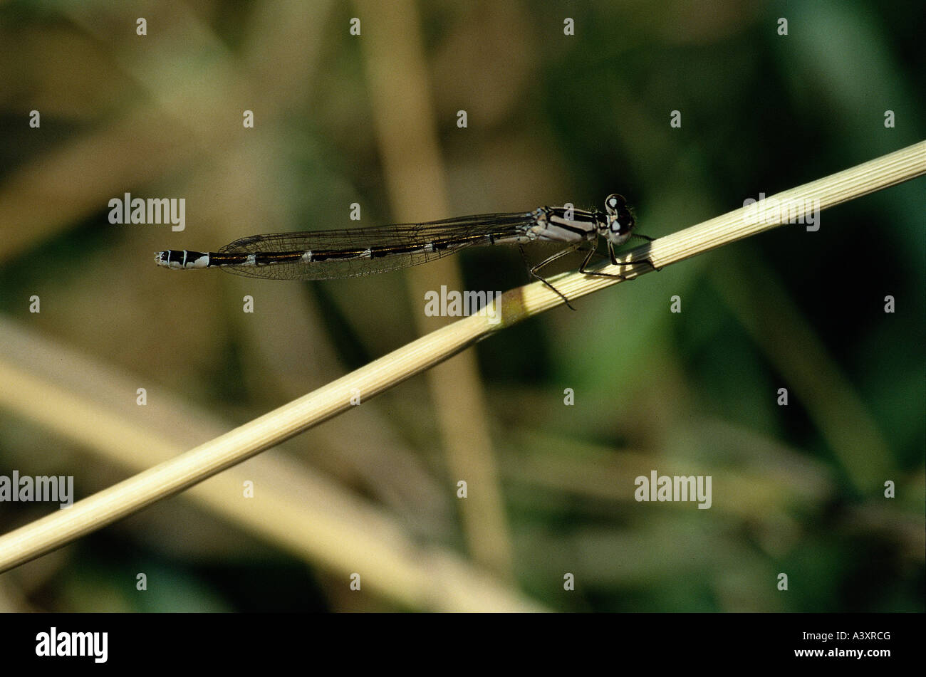 zoology / animals, insect, dragonflies, White-legged Damselfly, female ...