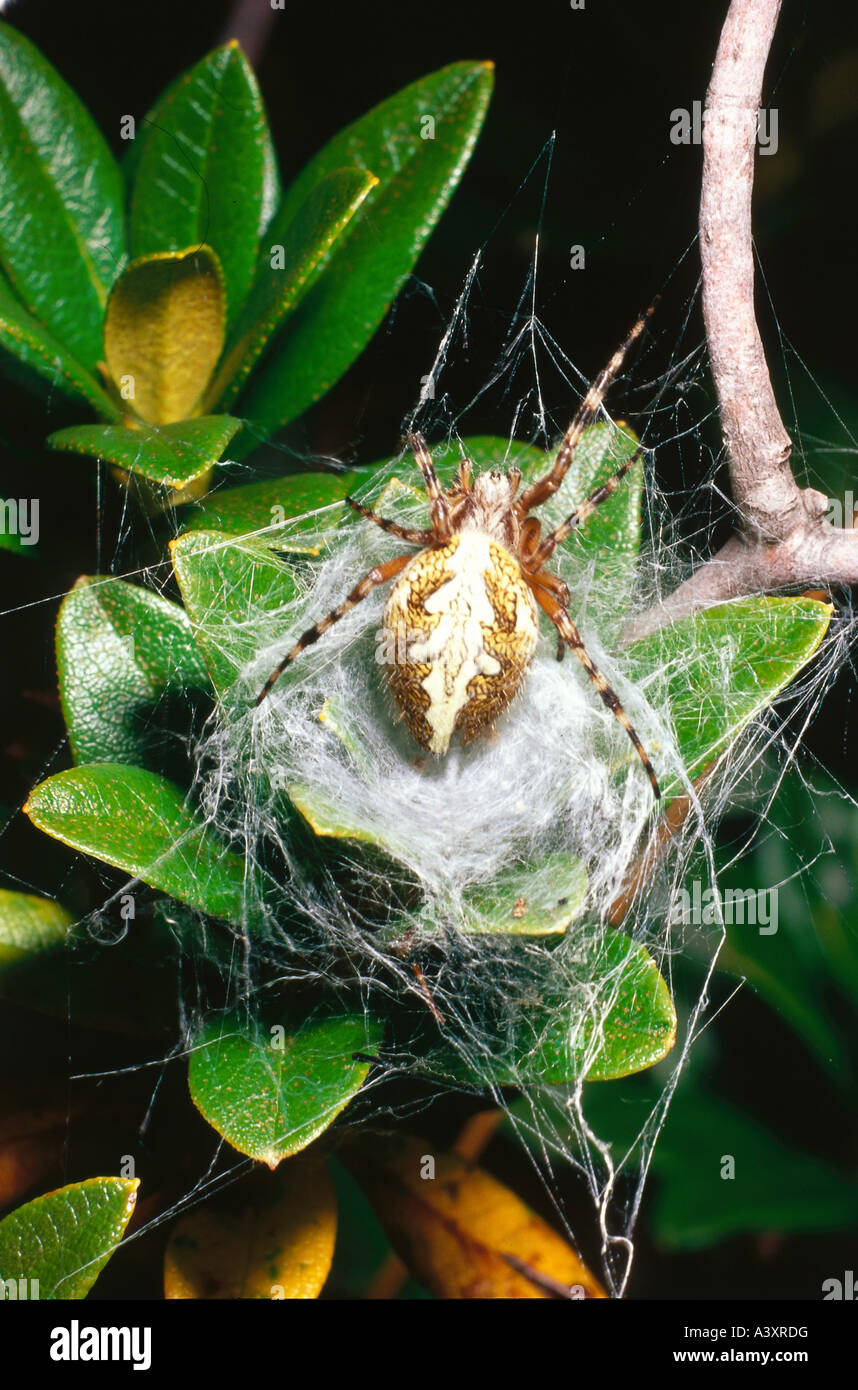 zoology / animals, arachnid, spiders, oak spider, (Aculepeira ceropegia ...