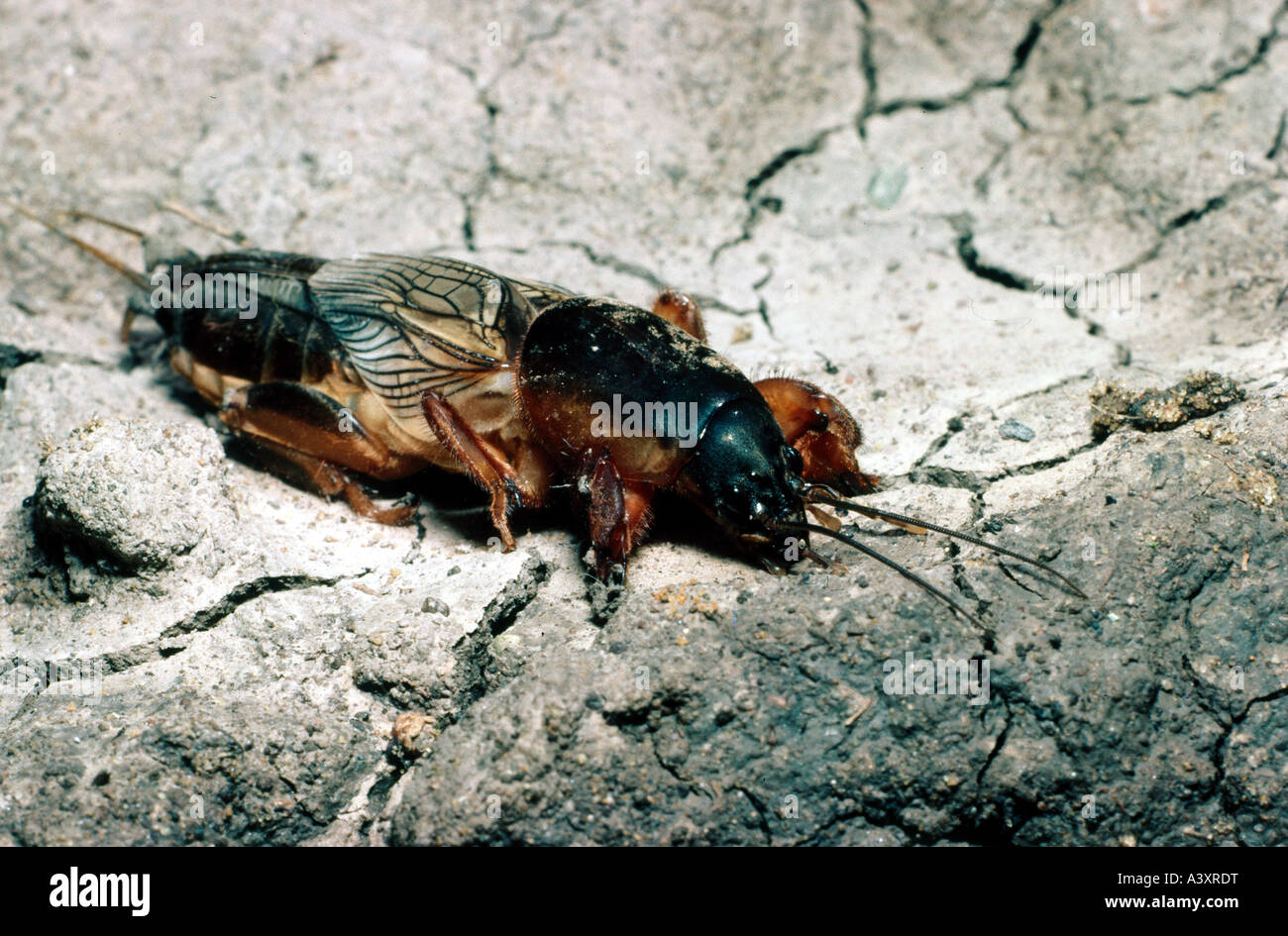 Caucasus insects hi-res stock photography and images - Alamy