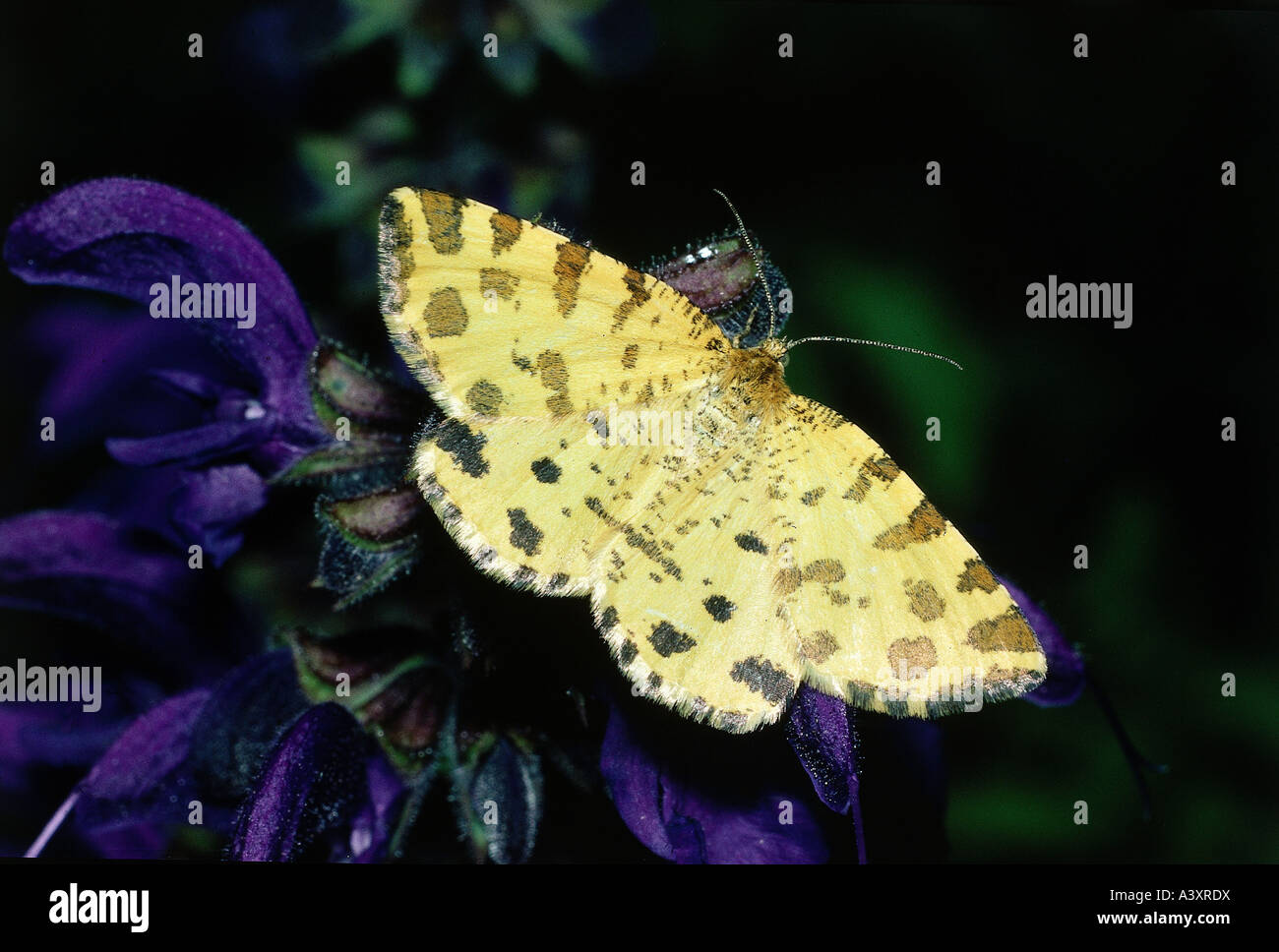 zoology / animals, insect, butterflies, Panther-Spanner, (Pseudopantera ...