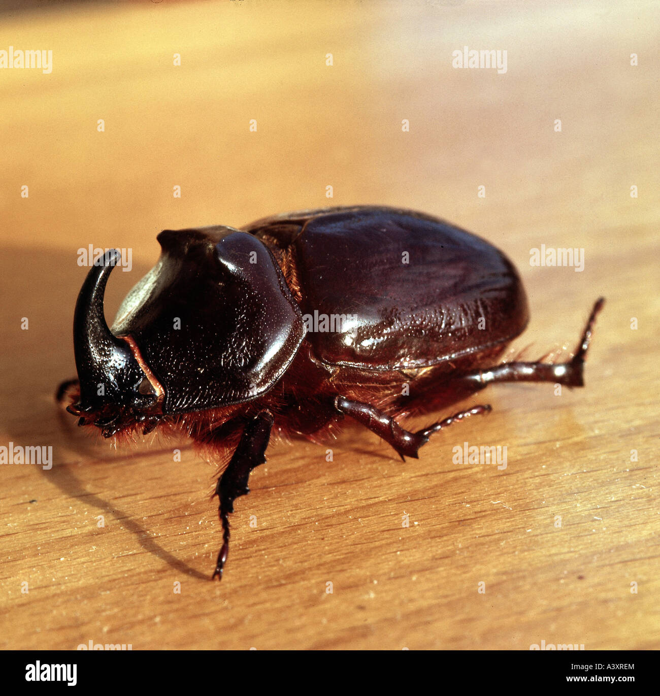 zoology / animals, insect, beetles, Rhinoceros Beetle, (Oryctes ...