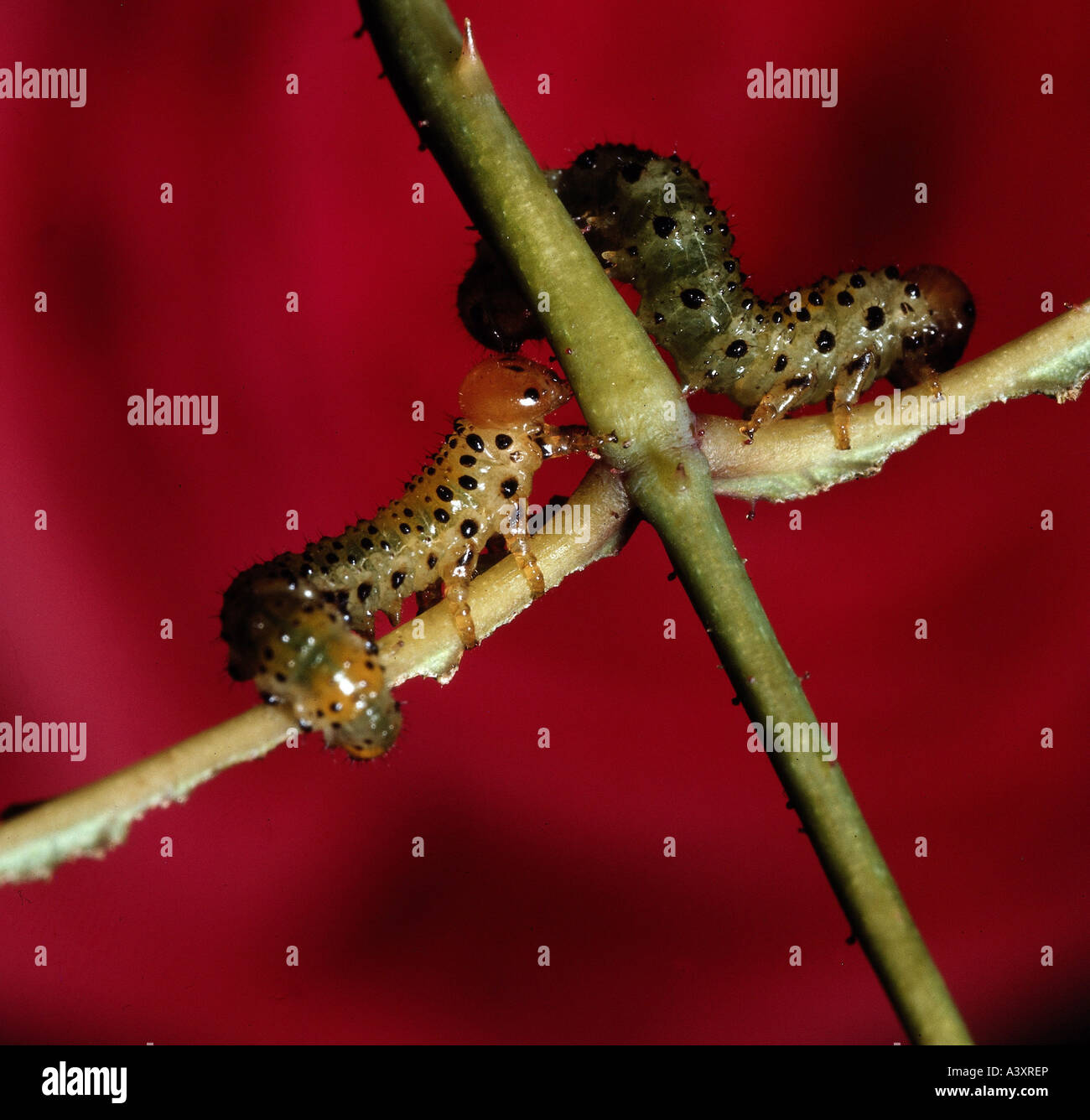Two larva at rose leaf hi-res stock photography and images - Alamy