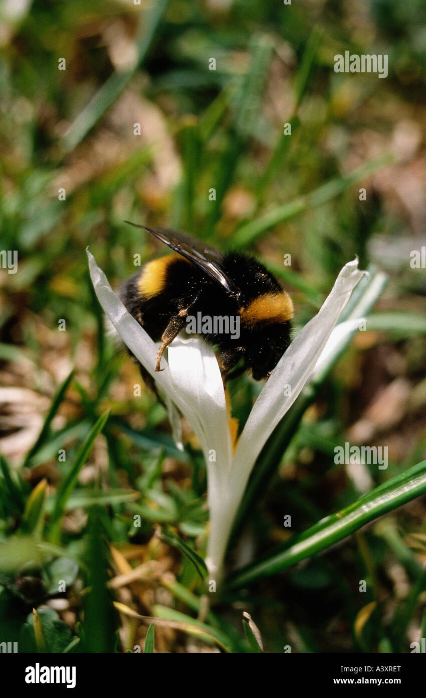 zoology / animals, insects, Bumblebees, Buff-tailed bumblebee, (Bombus ...