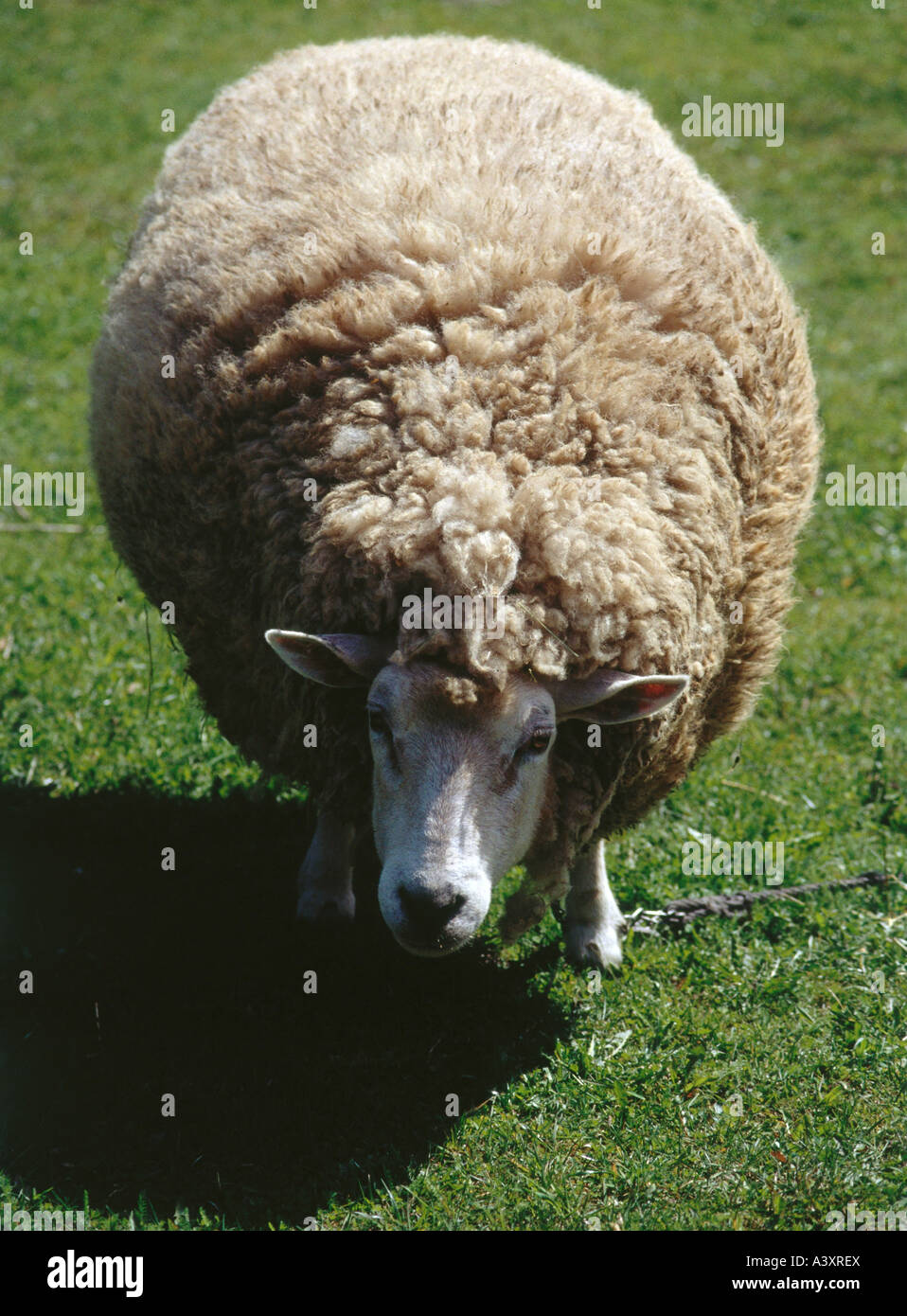 zoology / animals, mammal / mammalian, sheep, (Ovis), Merino, sheep ...