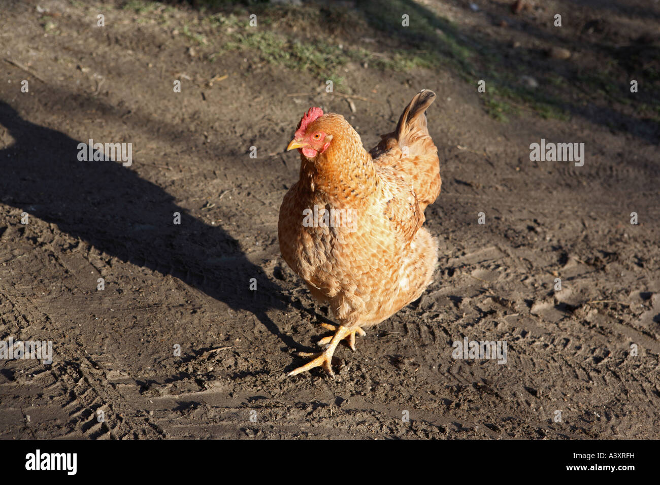 Close up of a domestic hen walking around Stock Photo - Alamy