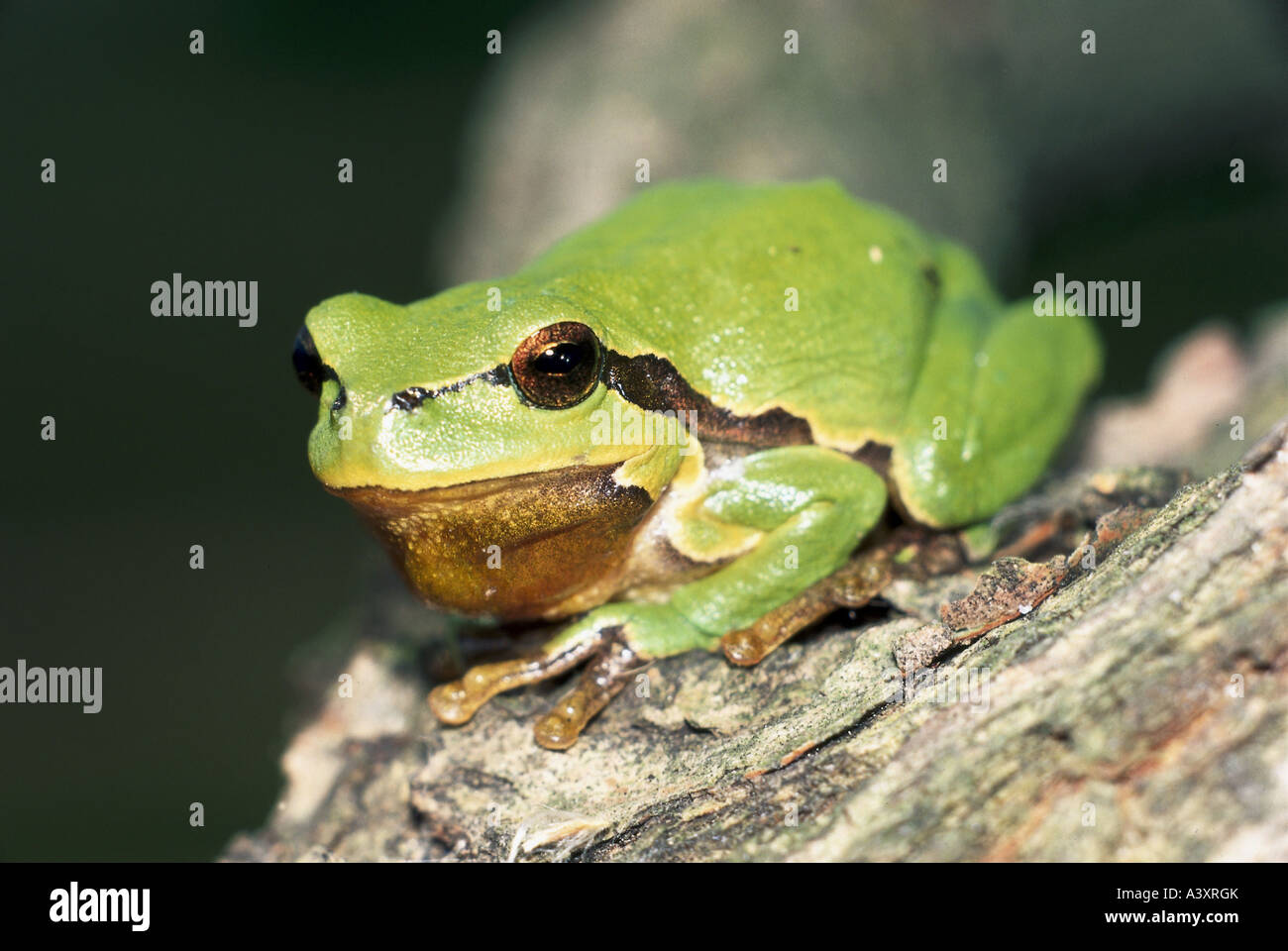 zoology / animals, ambhibian, frogs, tree frog, European Tree Frog ...