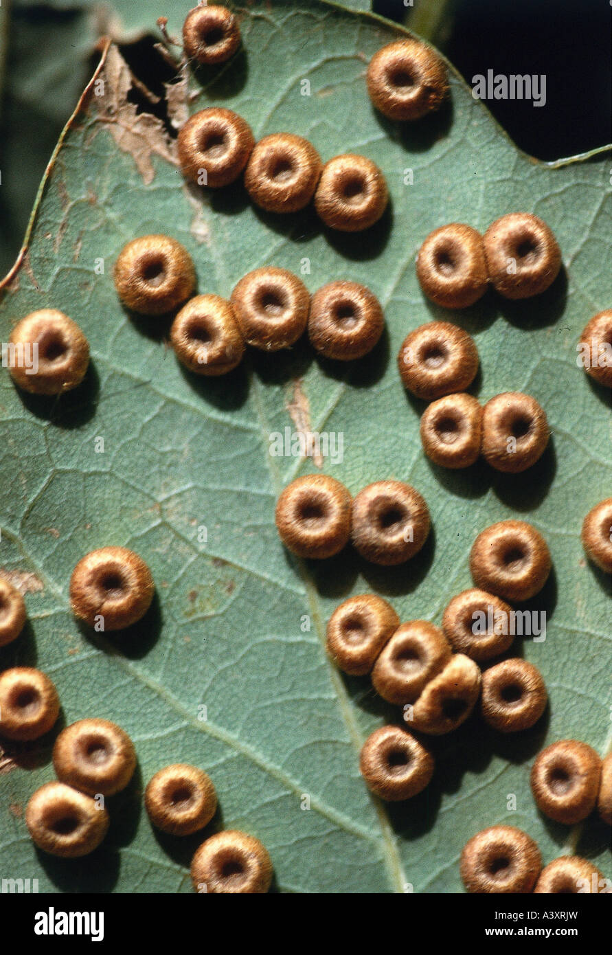 zoology / animals, insects, wasps, development, Gall wasp, larva at oak ...