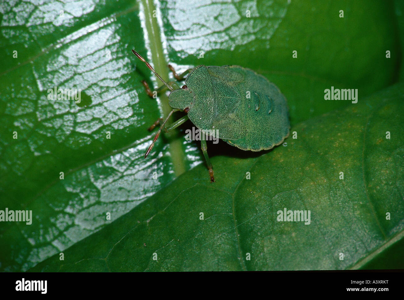zoology / animals, insect, bugs, Green shieldbug, (Palomena prasina ...