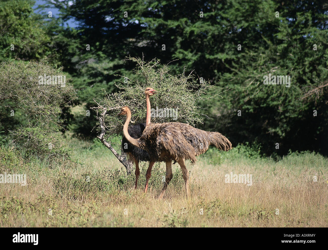 zoology / animals, avian / birds, Ostrich, (Struthio camelus), North ...