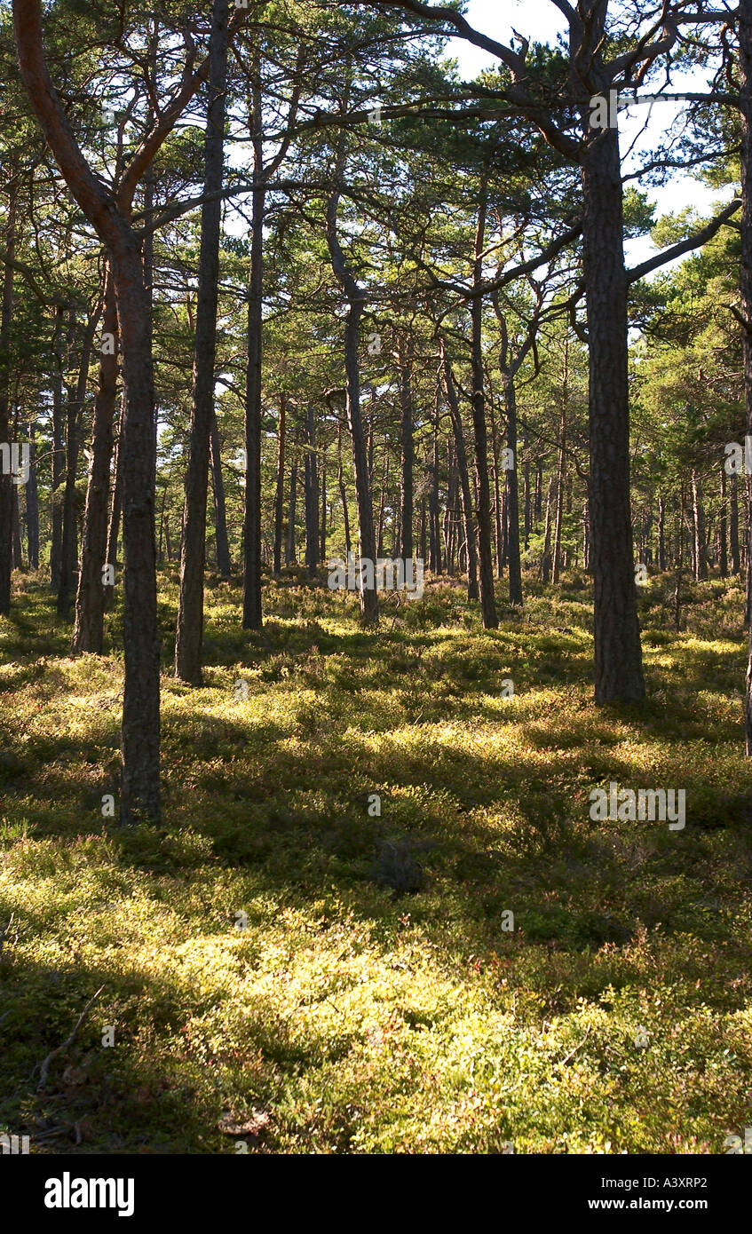 Sweden Stockholm archipelago Sandhamn Pine trees growing in sandy ...