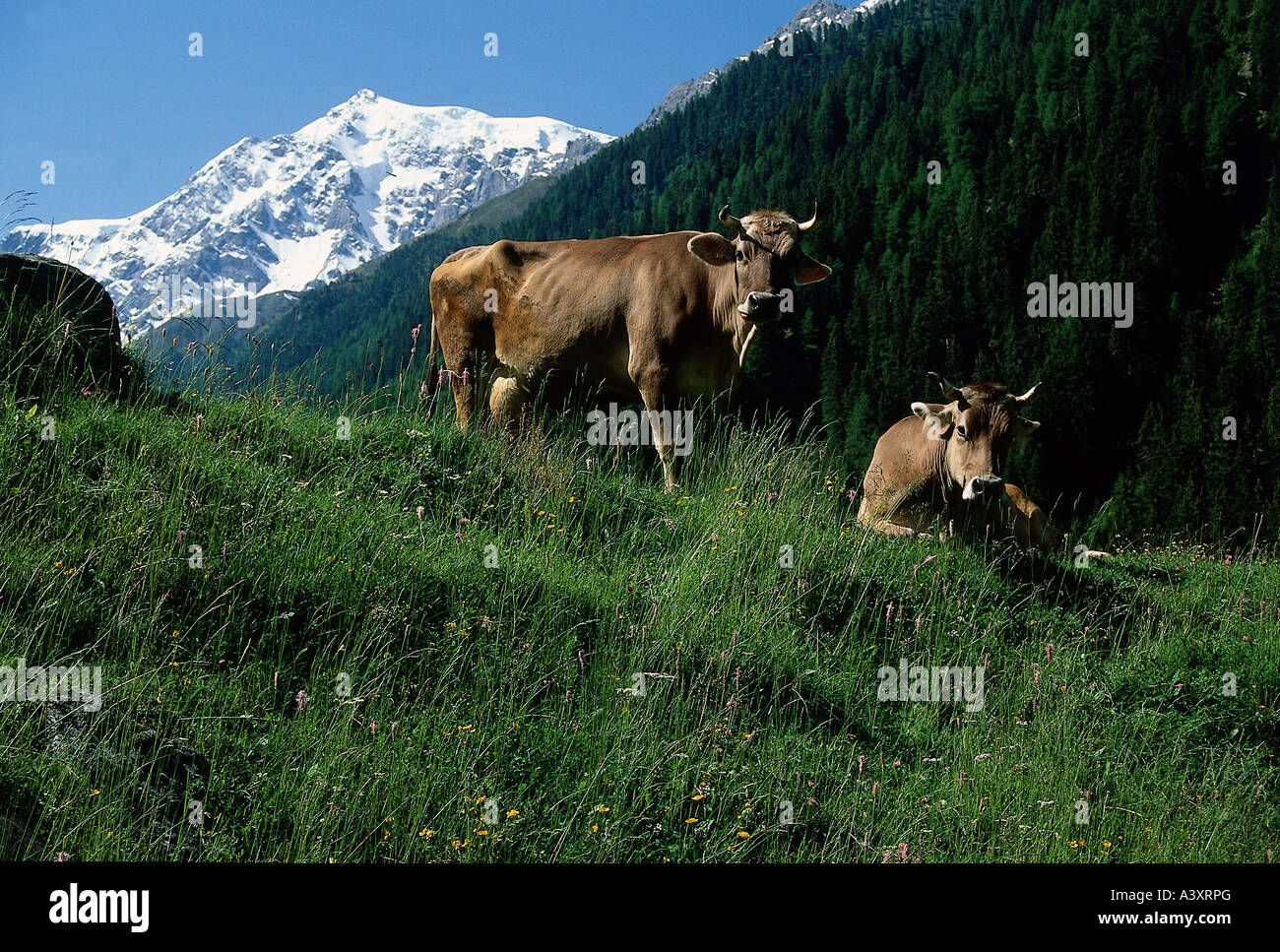 zoology / animals, mammal / mammalian, cattle, (Bos), domestic cattle ...