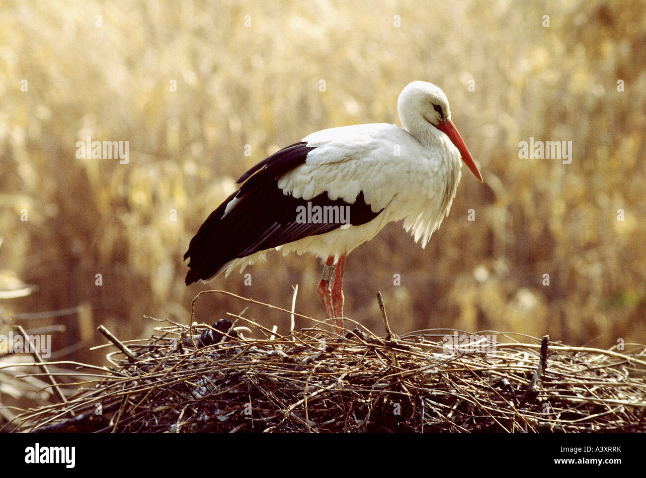 zoology / animals, avian / birds, White Stork, (Ciconia ciconia), in ...