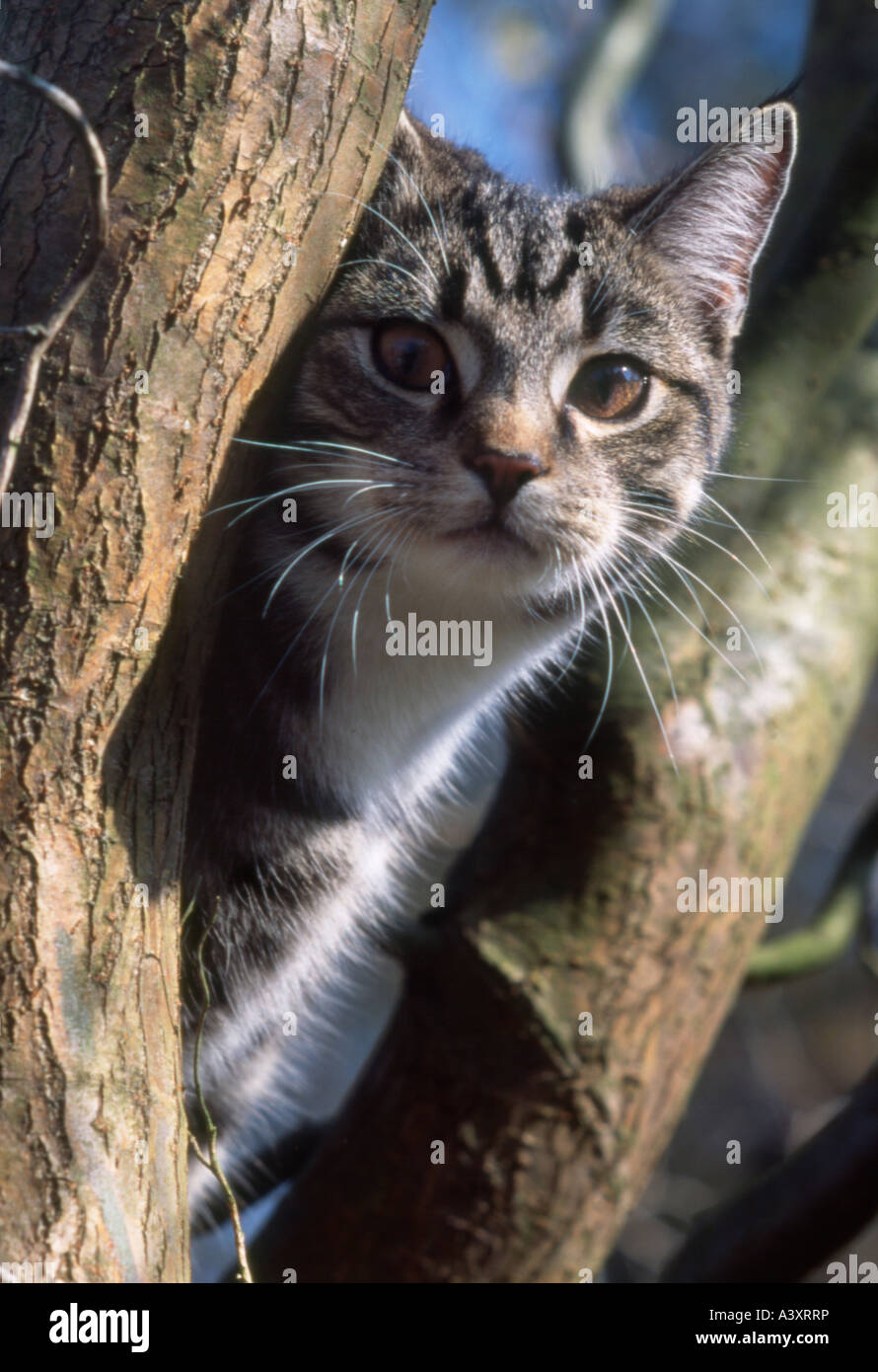 Cat in tree Stock Photo - Alamy