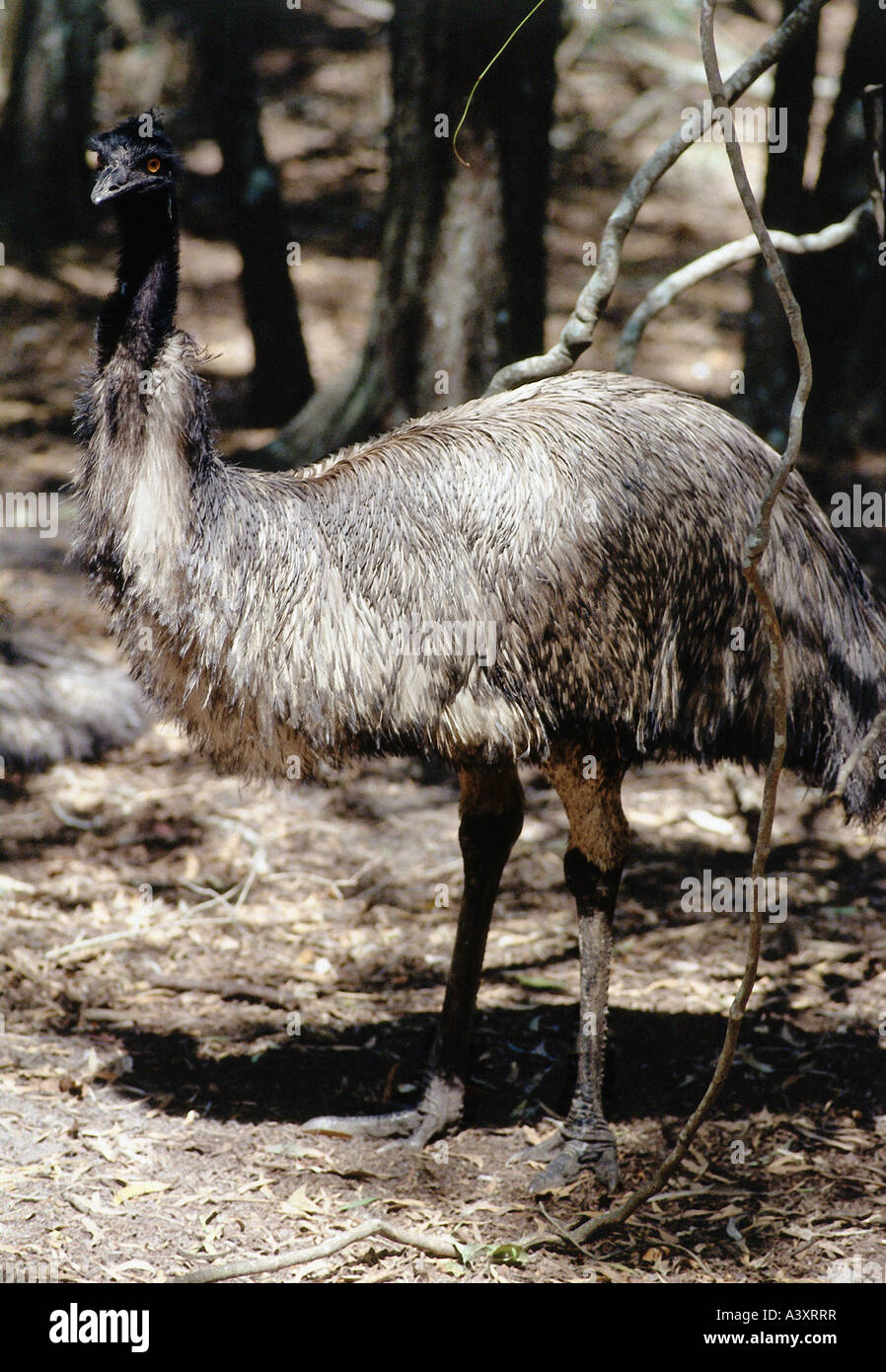 zoology / animals, avian / birds, Emu, (Dromaius novaehollandiae ...