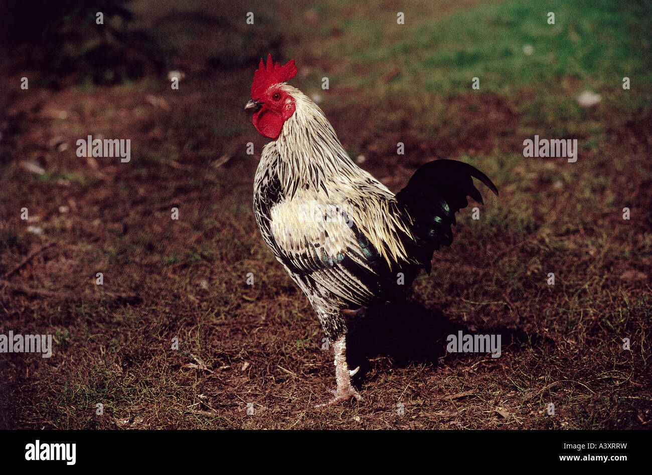 zoology / animals, avian / birds, chicken, (Gallus gallus domesticus ...