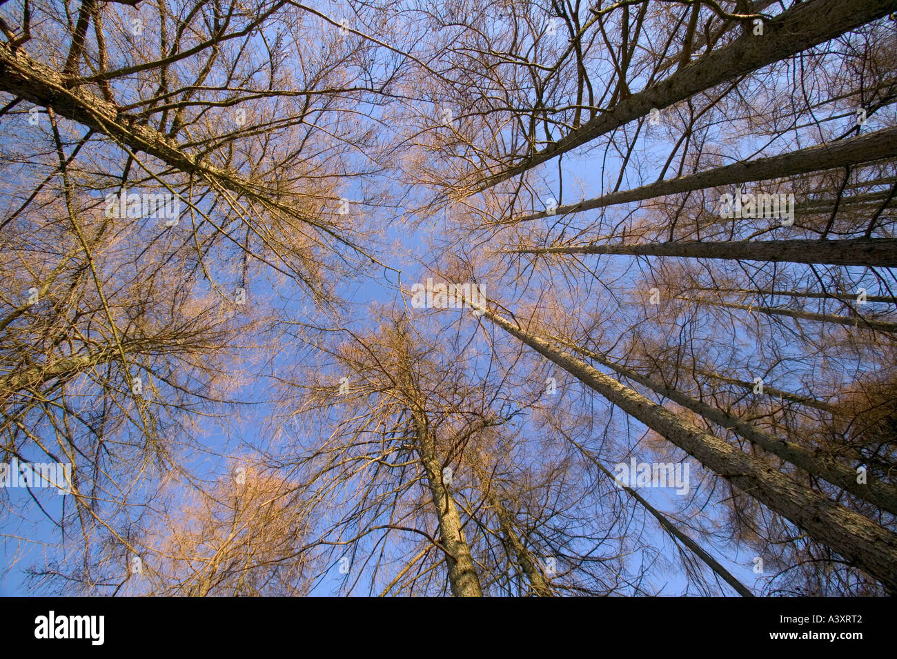 Larch trees in Winter Stock Photo - Alamy