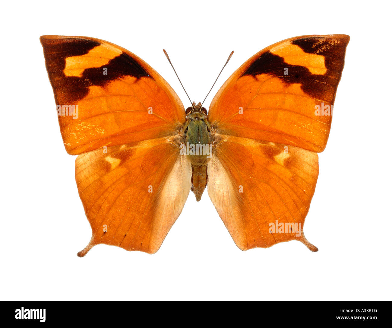 Tropical Butterfly, Viewed From Top Down On White Background Stock ...