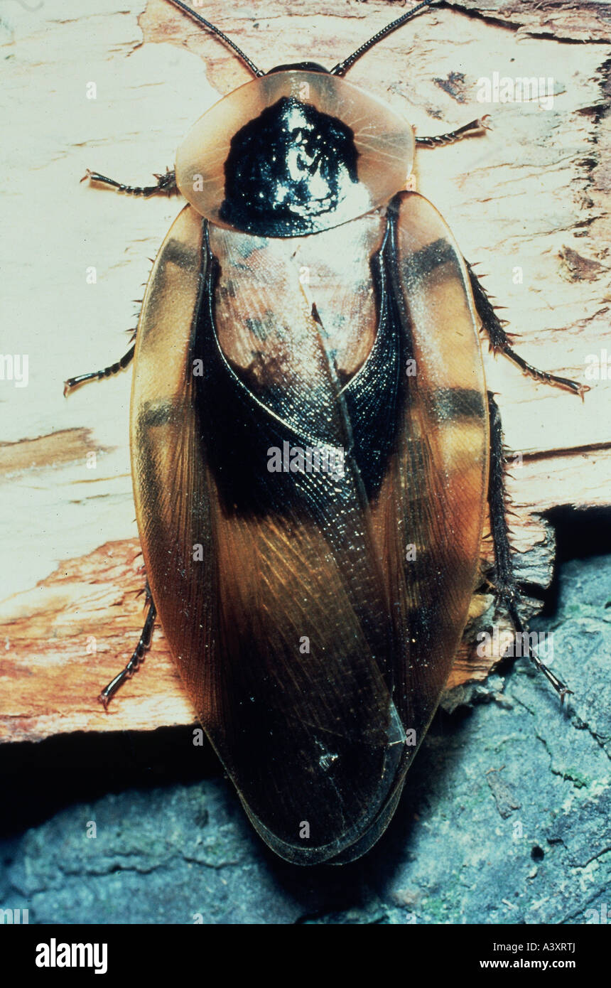 zoology / animals, insects, cockroach, American cockroach, (Periplaneta ...