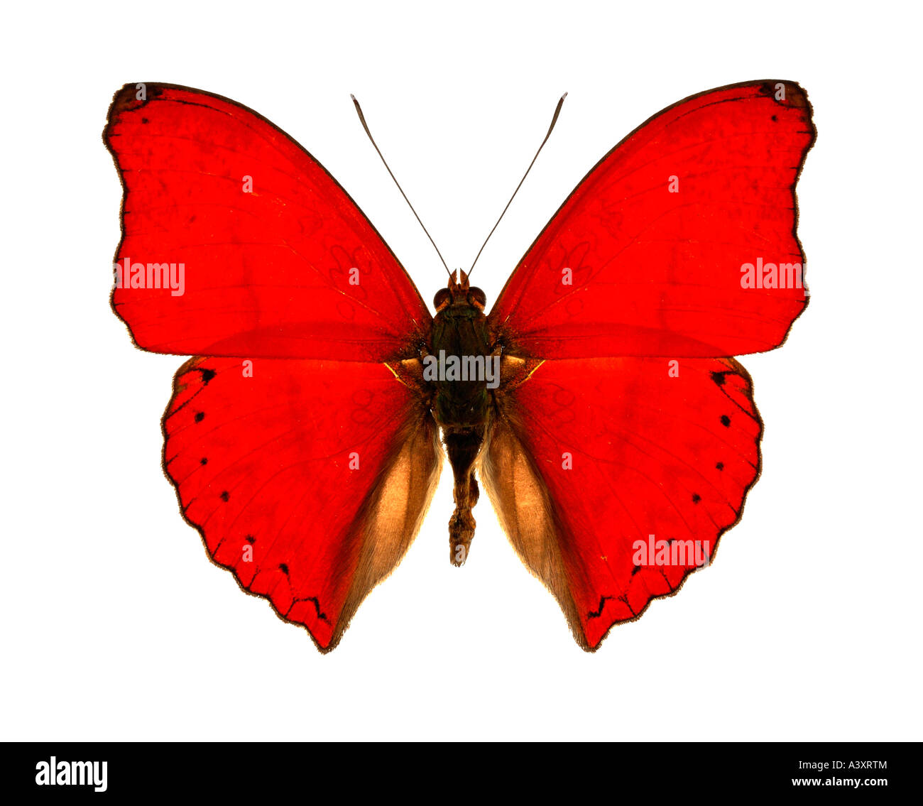 Tropical Butterfly, Viewed From Top Down On White Background Stock ...