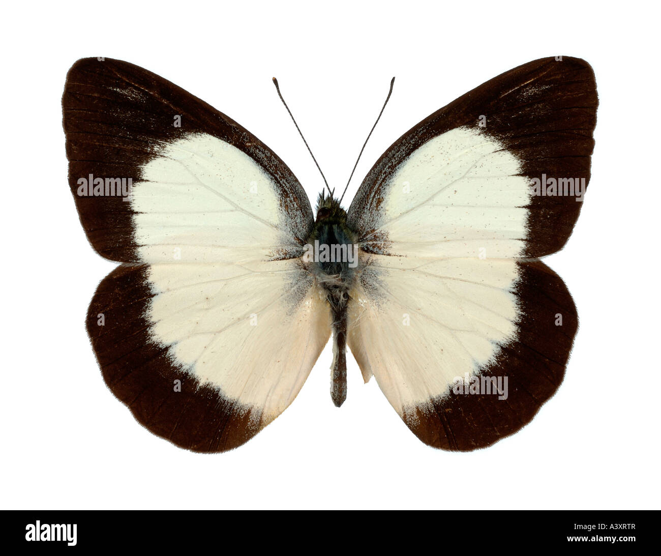 Tropical Butterfly, Viewed From Top Down On White Background Stock ...