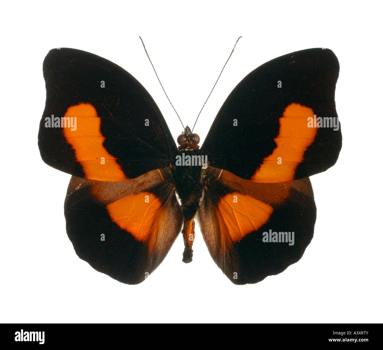 Tropical Butterfly, Viewed From Top Down On White Background Stock ...